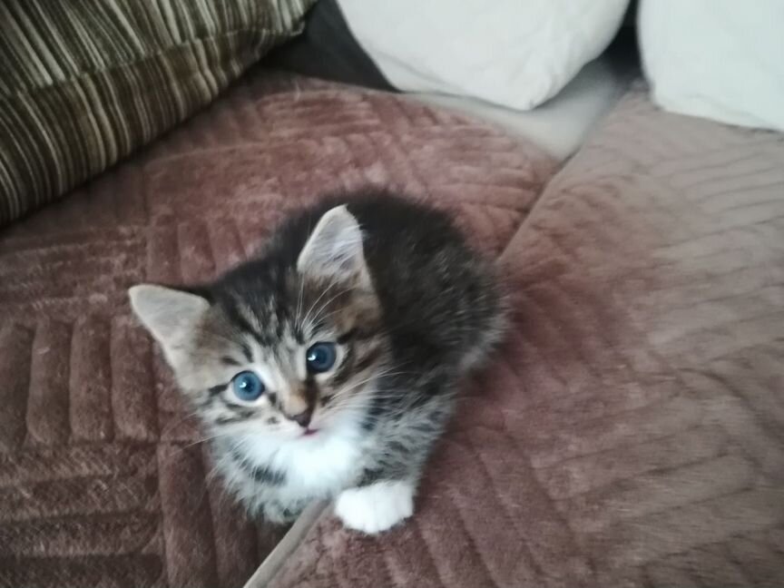 Котёнок