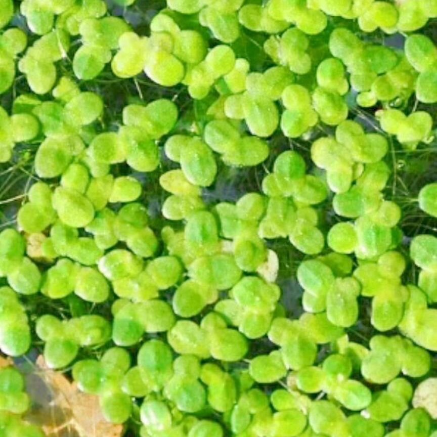 Ряска для аквариума