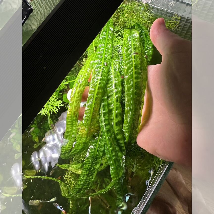 Криптокорина Курчавая (Балансе)