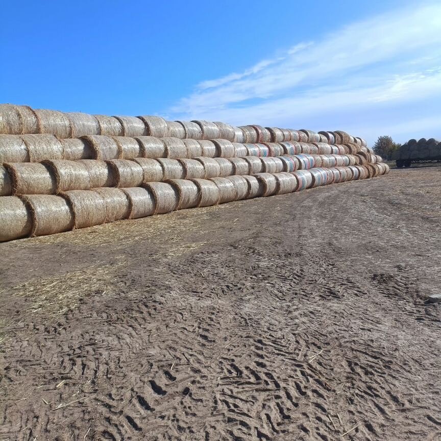 Суданка в рулонах количество около 350шт