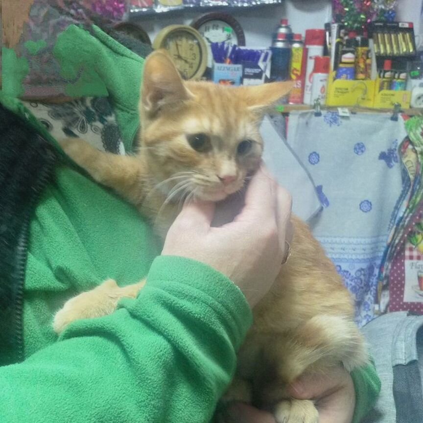 Котенок в добрые руки бесплатно