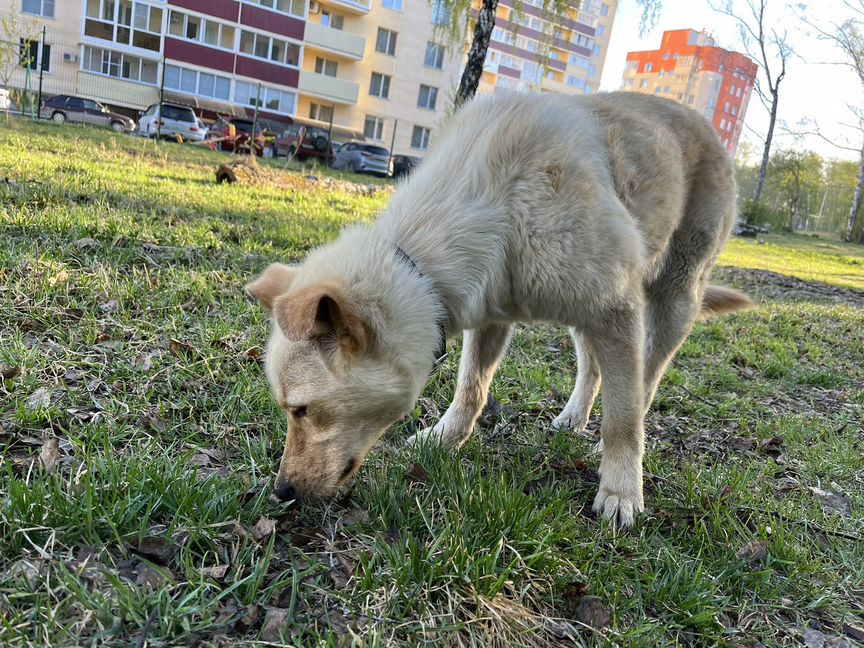 Собака в добрые руки