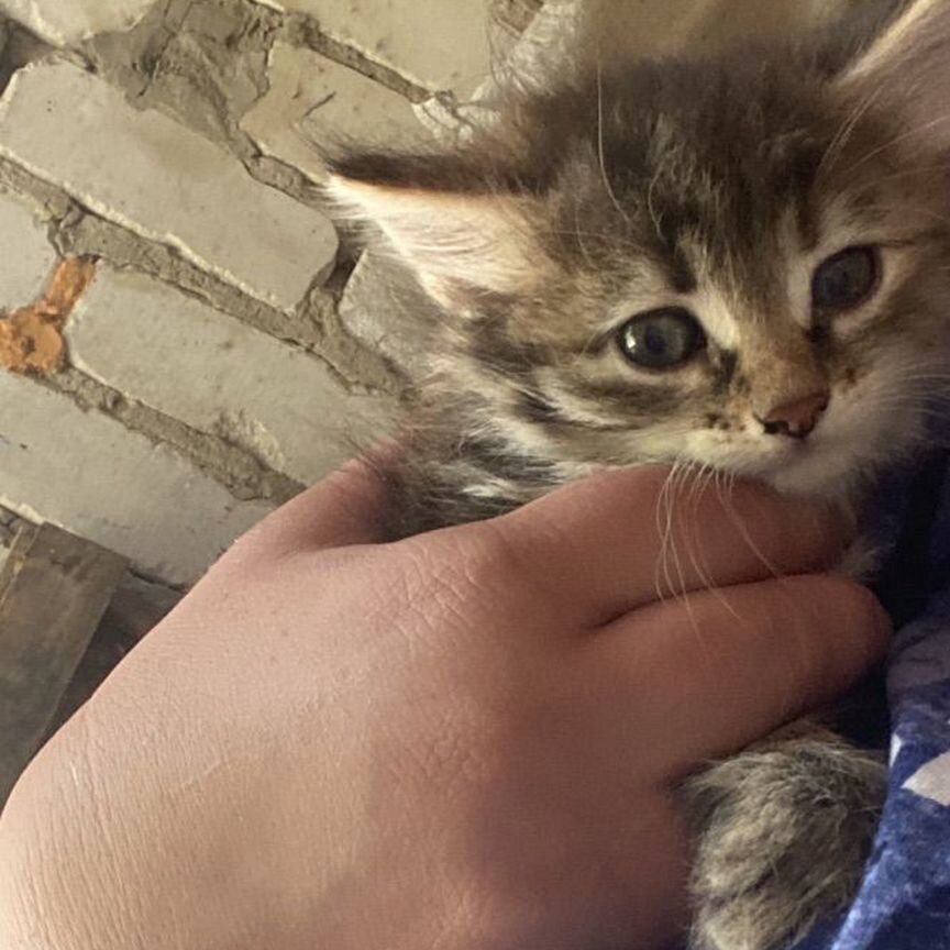 Отдадим котенка