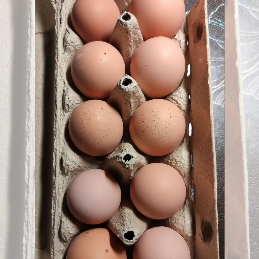 Инкубационное яйцо колумбийская Брама