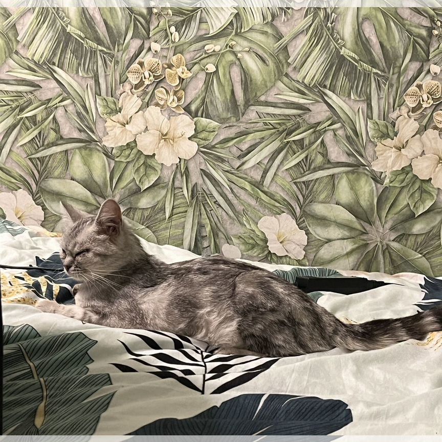 Кошка в дар породистая