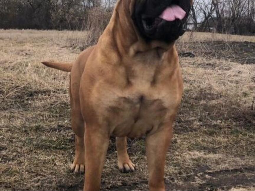Щенки бульмастифа