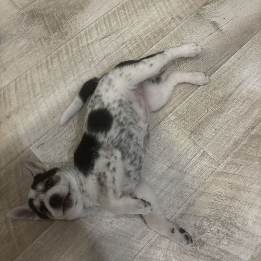 Щенок ищет дом