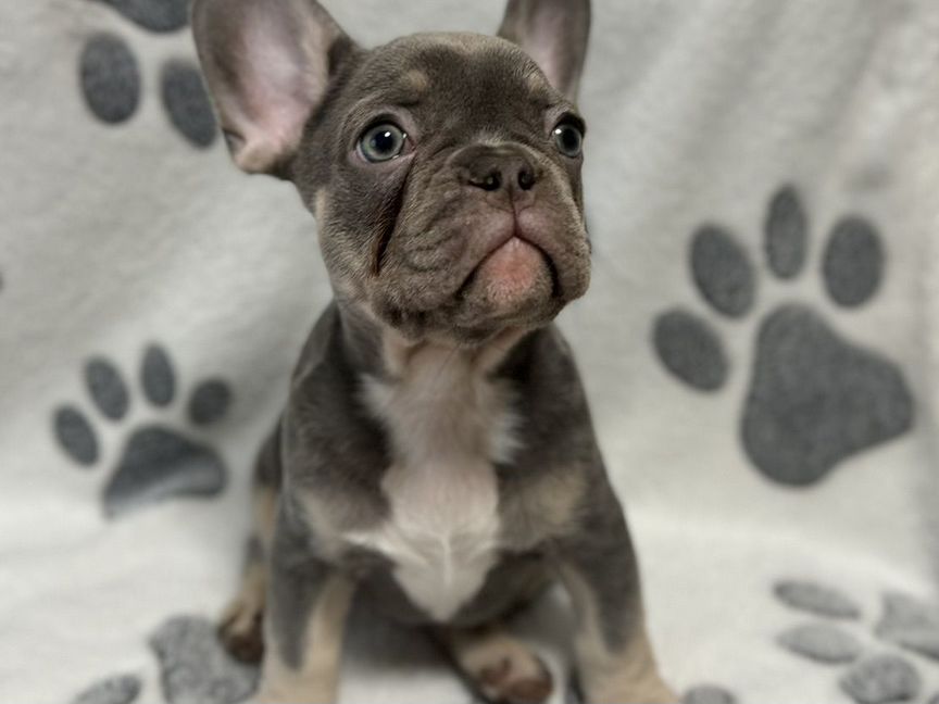 Французский бульдог щенки лиловый мальчик