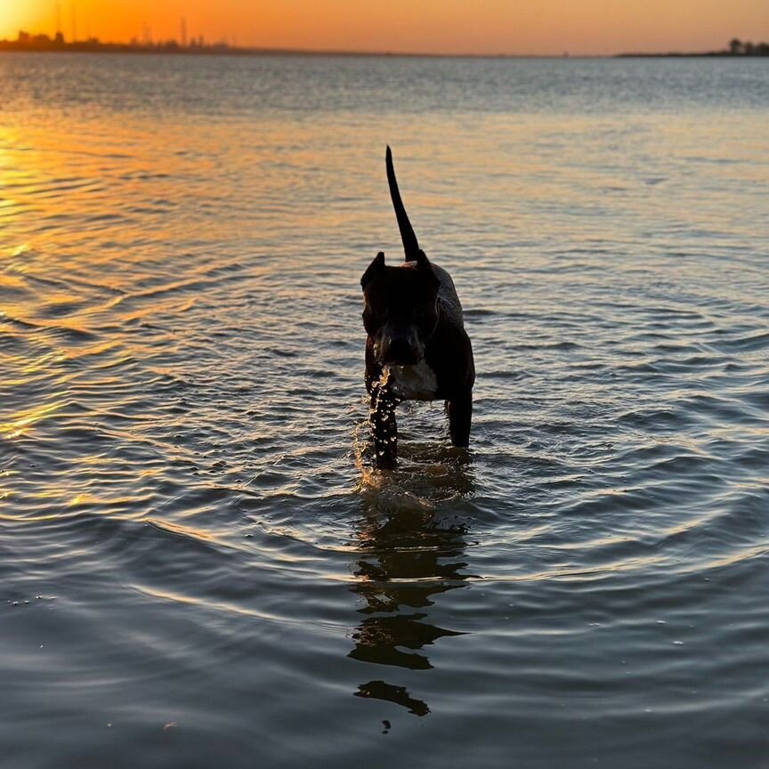 Вязка стаффордширский