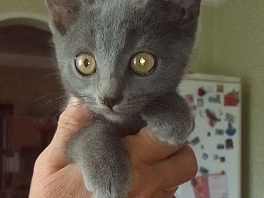 2-е котят, не вислоухая девочка вислоухий мальчик