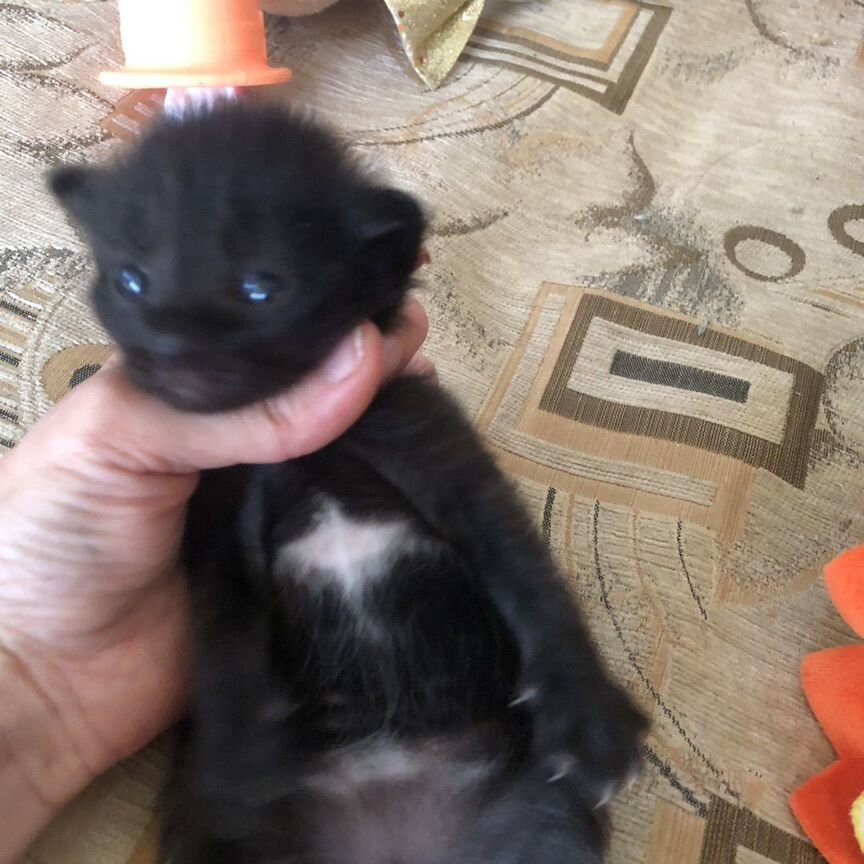 Котенок Цезарь