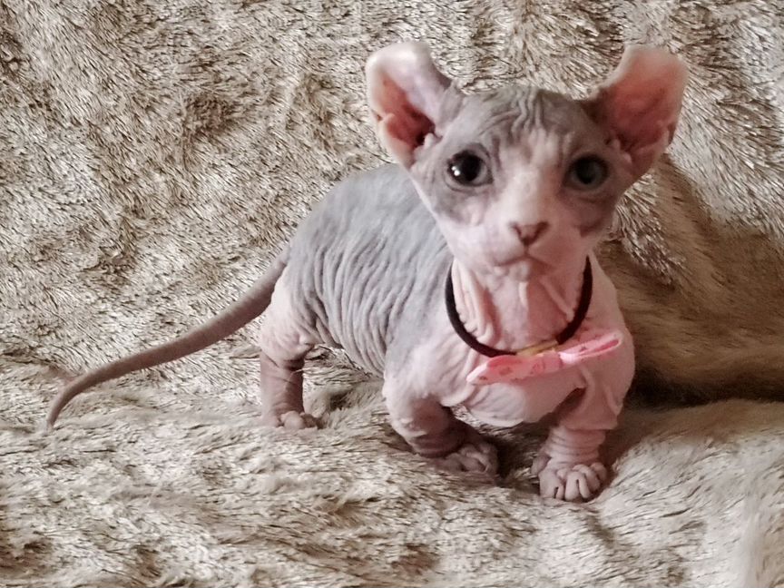 Тойчик двельф кошечка,кротколапая