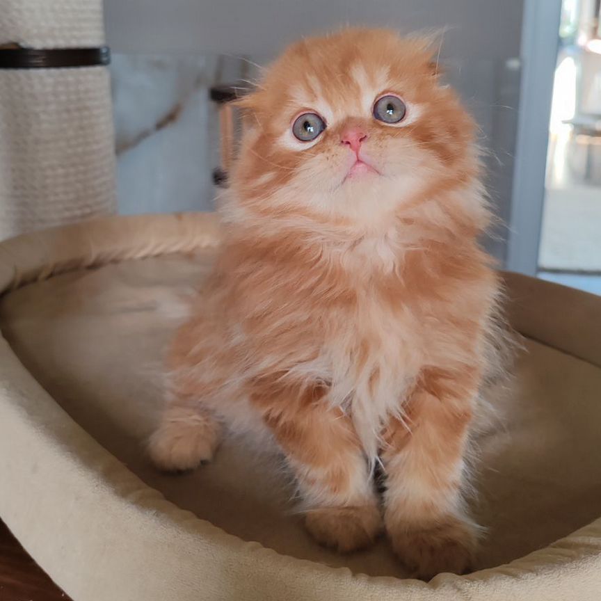 Хайленд фолд котенок