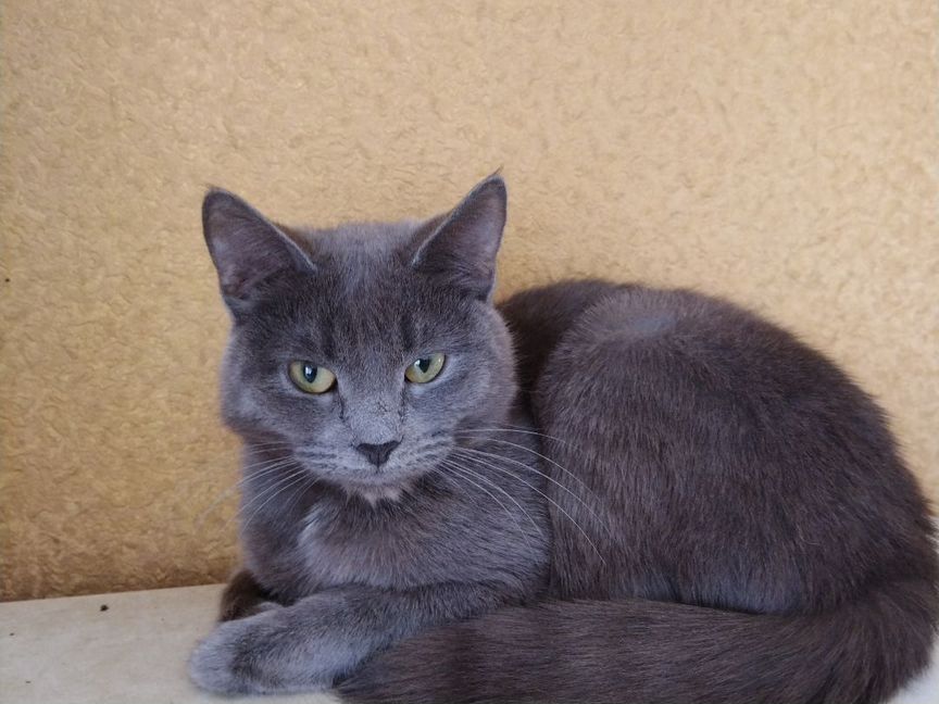 Котята в добрые руки бесплатно