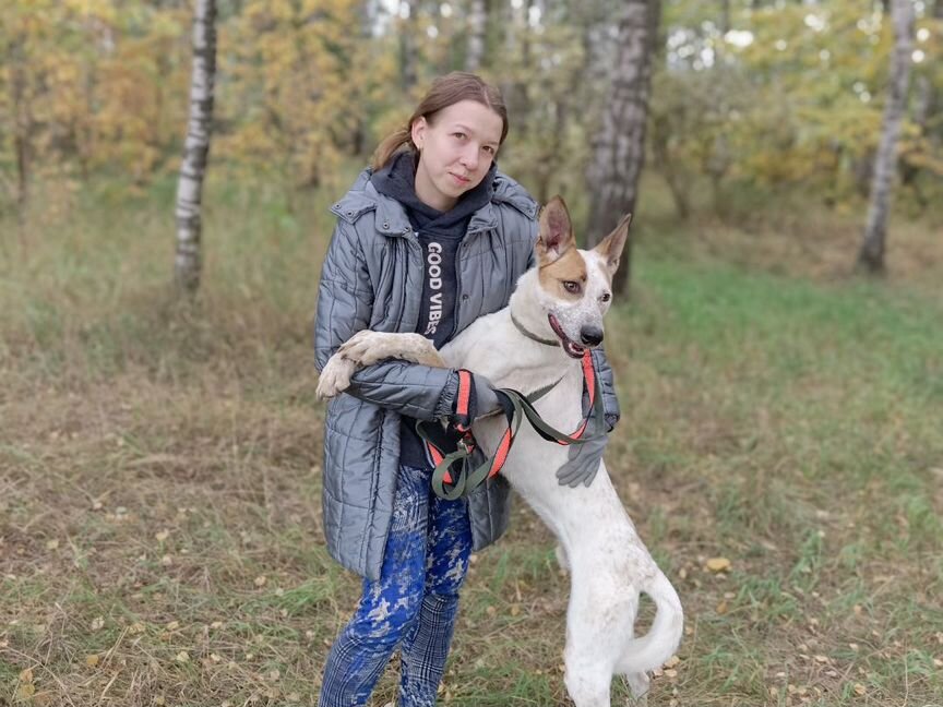 Собака в добрые руки бесплатно ищет дом из приюта