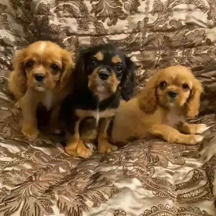 Ковалерчики