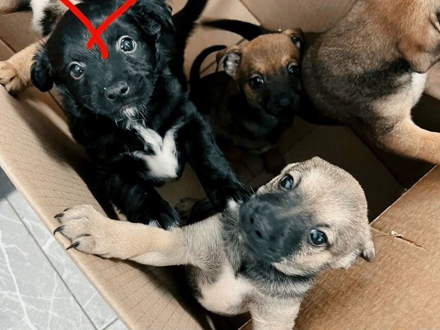 Собаки щенки бесплатно