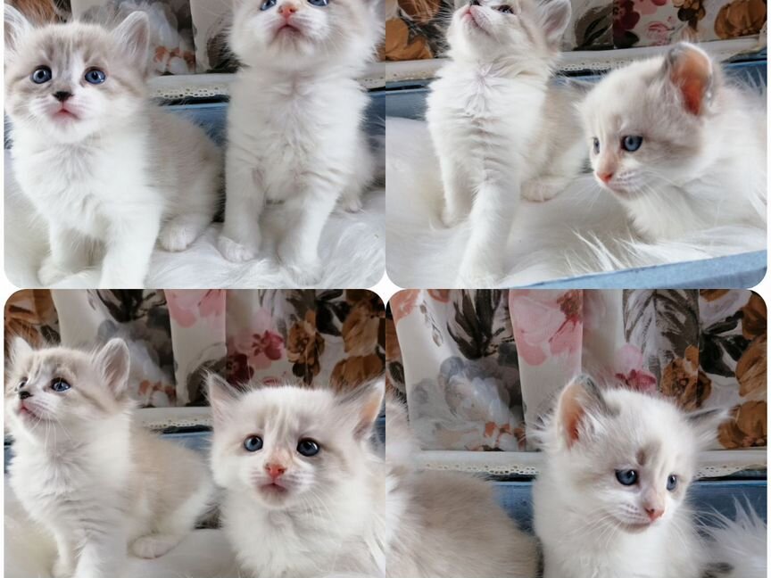 Малышки Рэгдолл