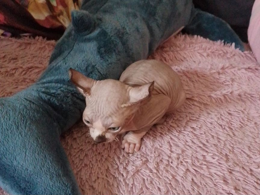 Канадский сфинкс эльф котенок