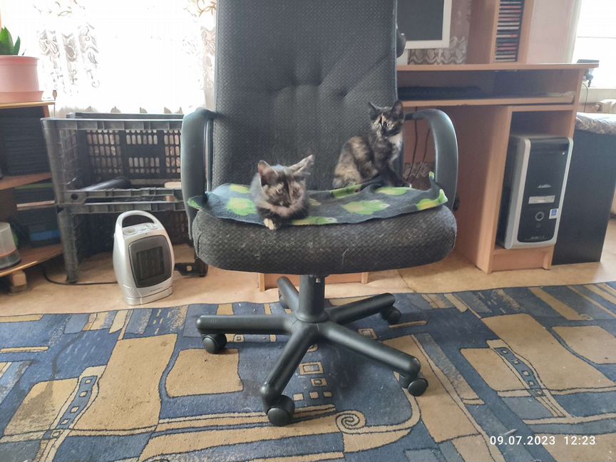 Отдам котят трёх-шерстных