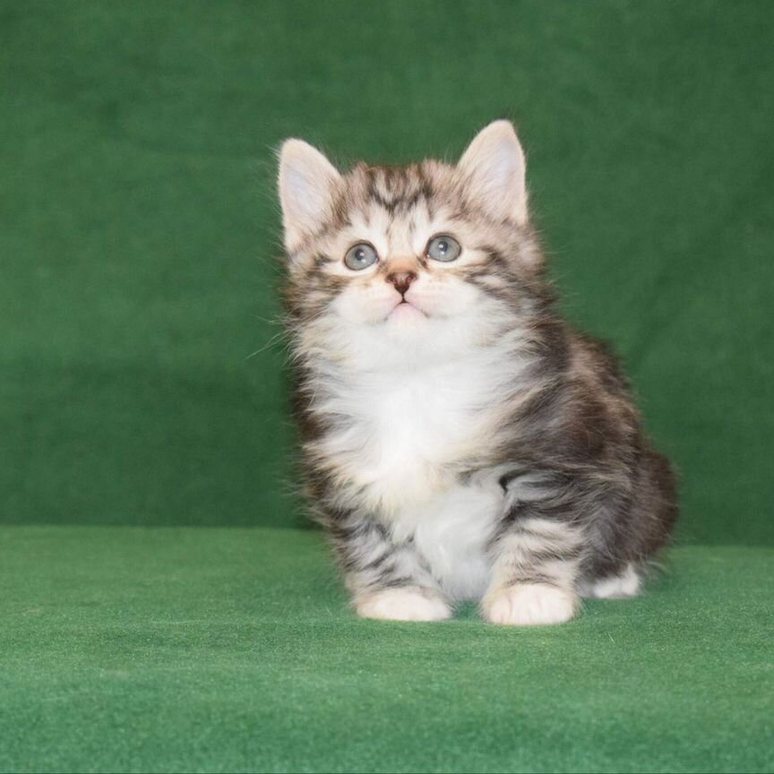 Клубные котята, курильского бобтейла