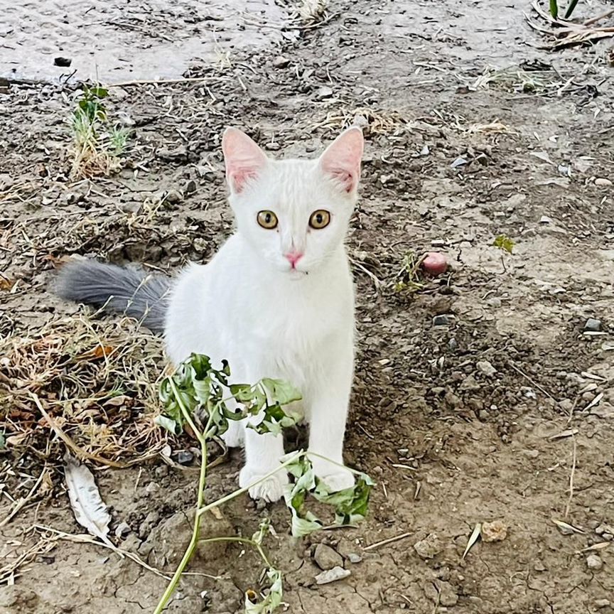 Кошечка в добрые руки