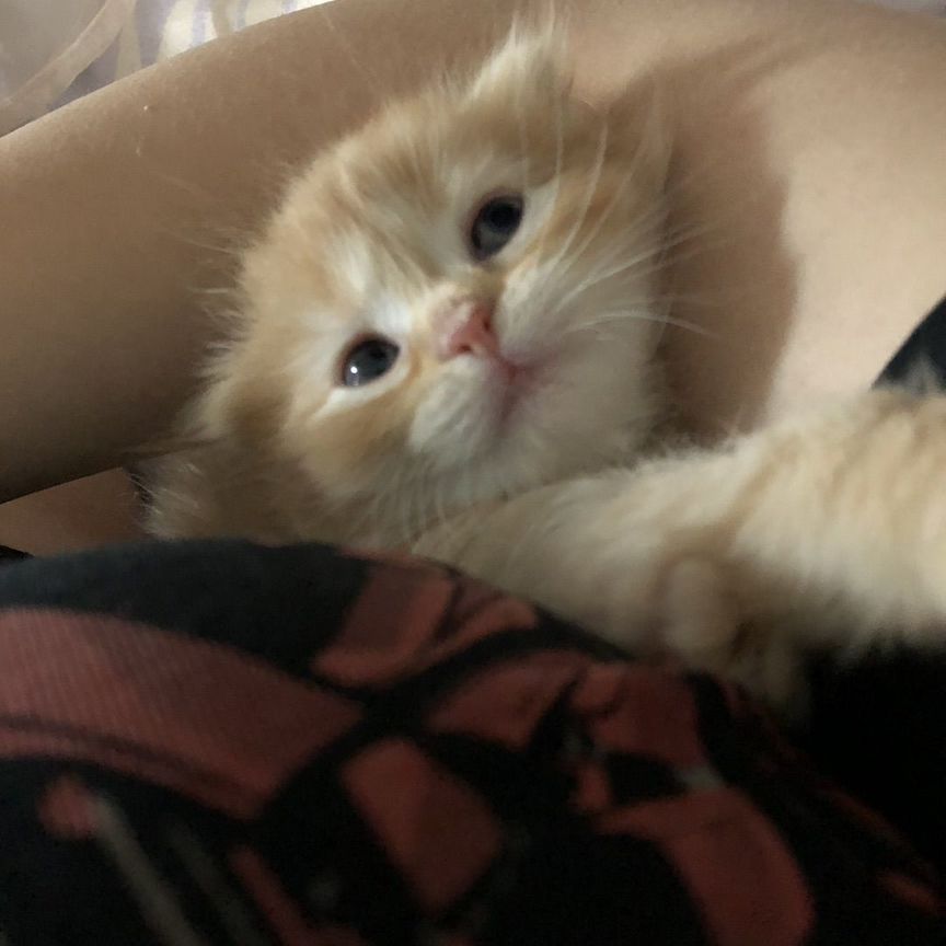 Шотландские вислоухие котята