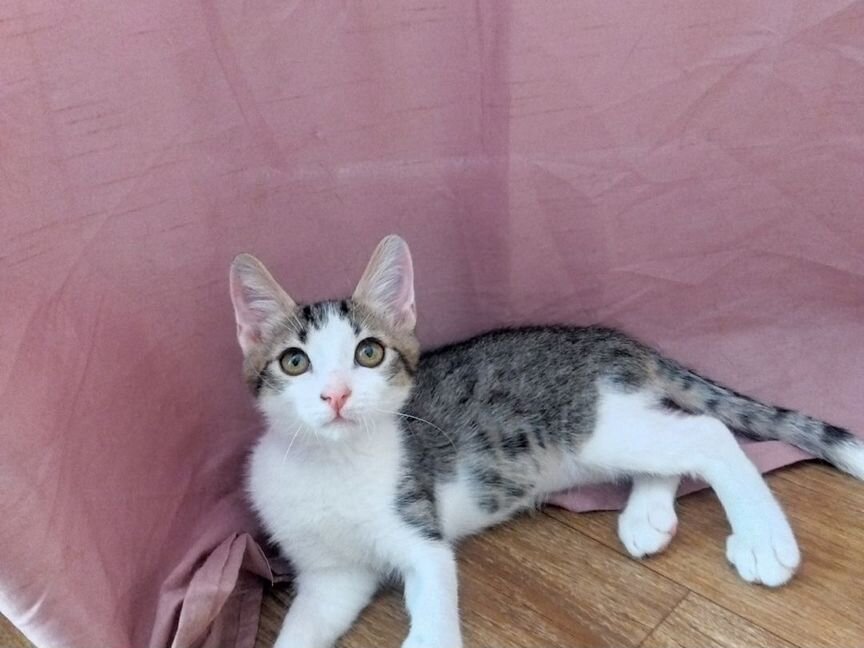 Забавный котенок (из приюта)