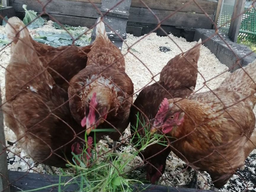 Куры несушки ломан браун