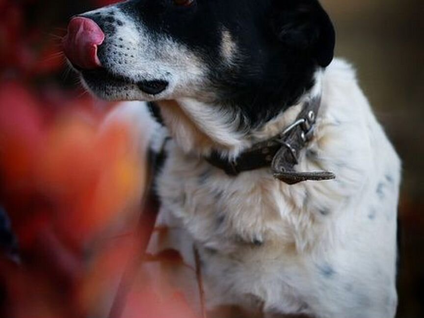 Батон ищет свой теплый дом