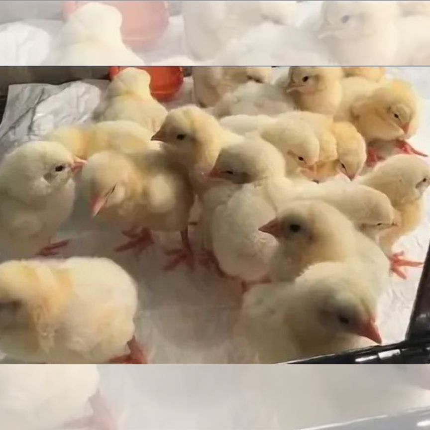 Цыплята бройлеры суточные и подрощенные