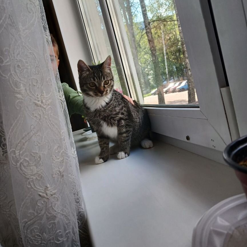 Кошечка 3,5 месяца