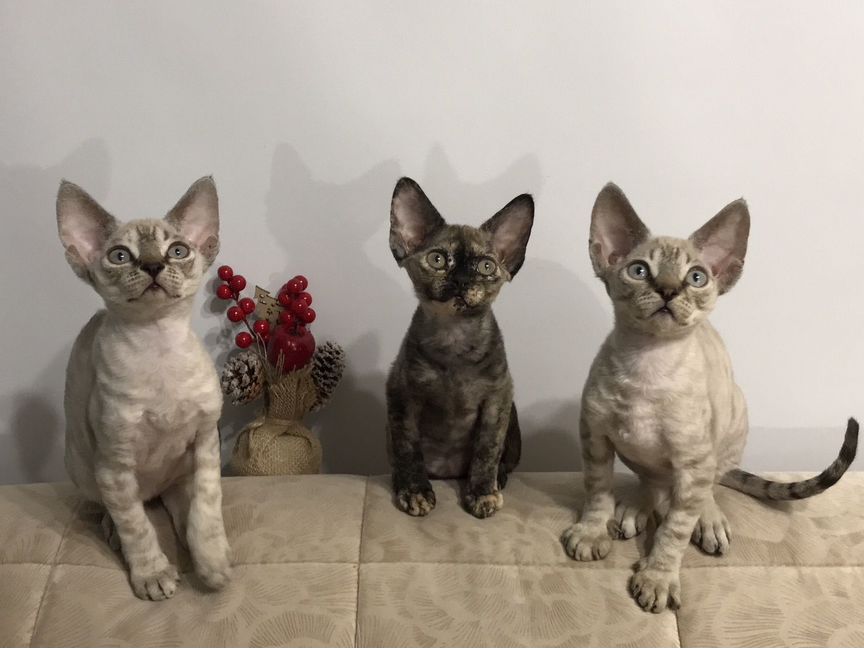 Котята девон-рекс