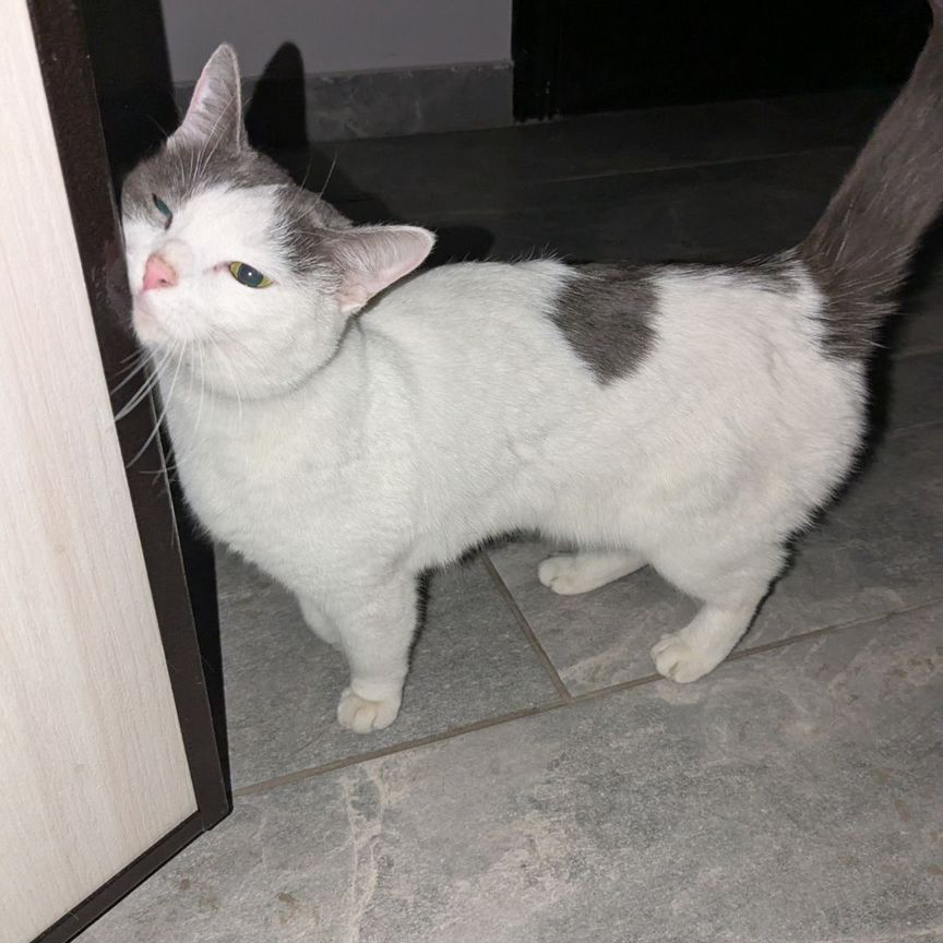 Ласковая кошечка