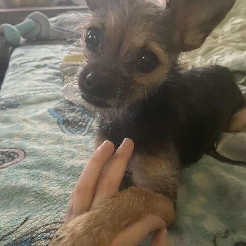 Отдам в добрые руки маленькую девочку