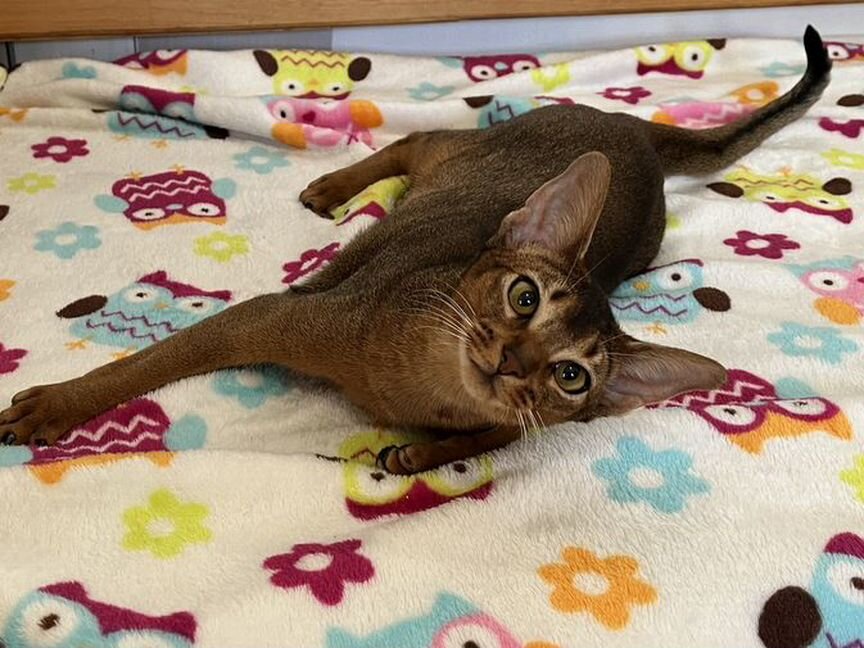 Молодая кошечка