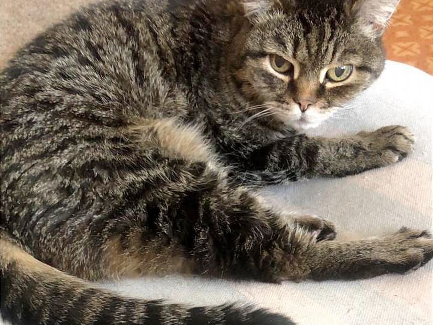 Котику нужен дом