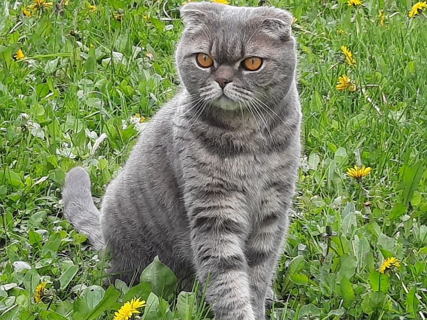 Домашние животные кошки