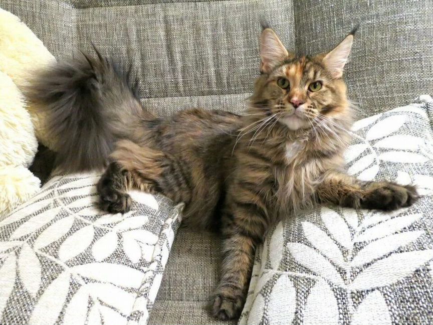 Котята мейн-кун