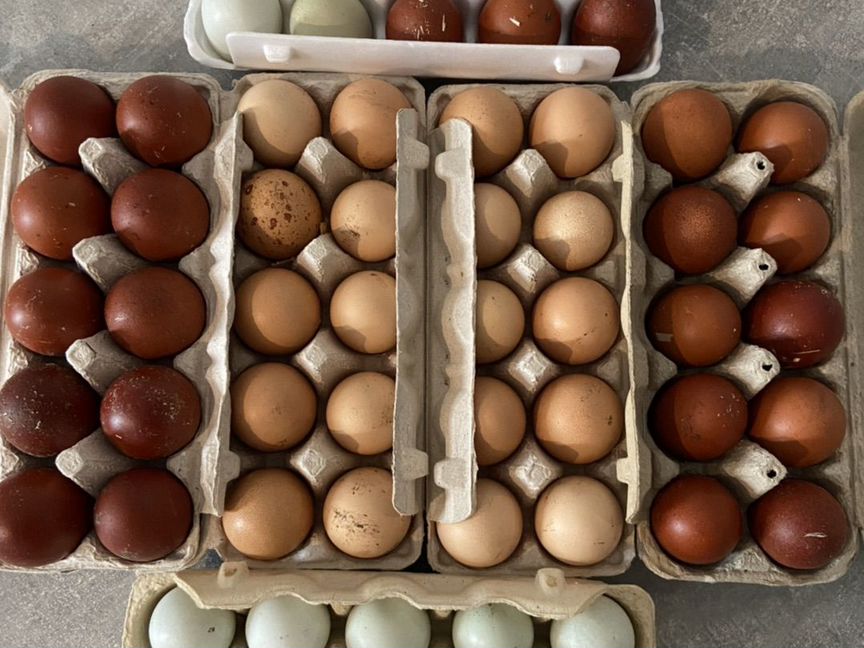 Инкубационное яйцо