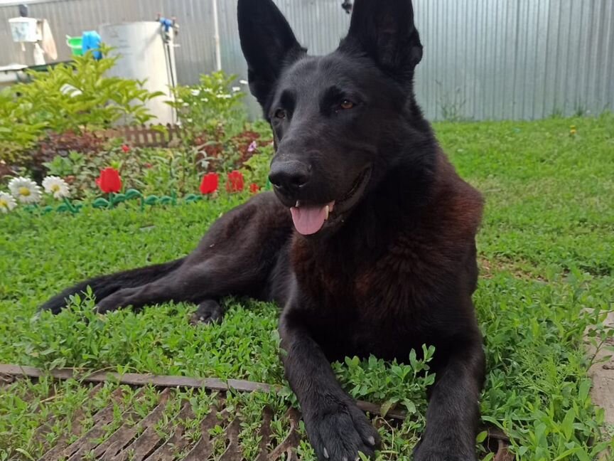 Вязка с чёрным немцем