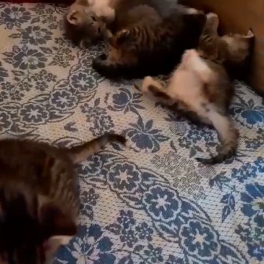 Котята домашние, им 1 месяц. 1 мальчик, 4 девочки