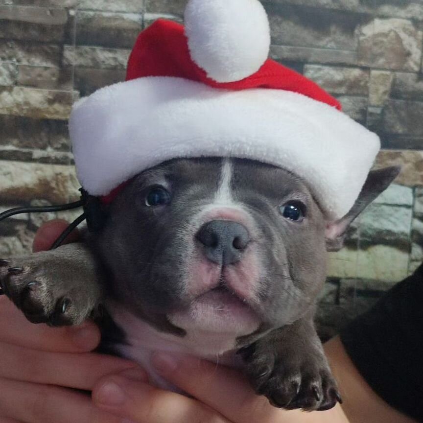 Ам.були девочка экзот