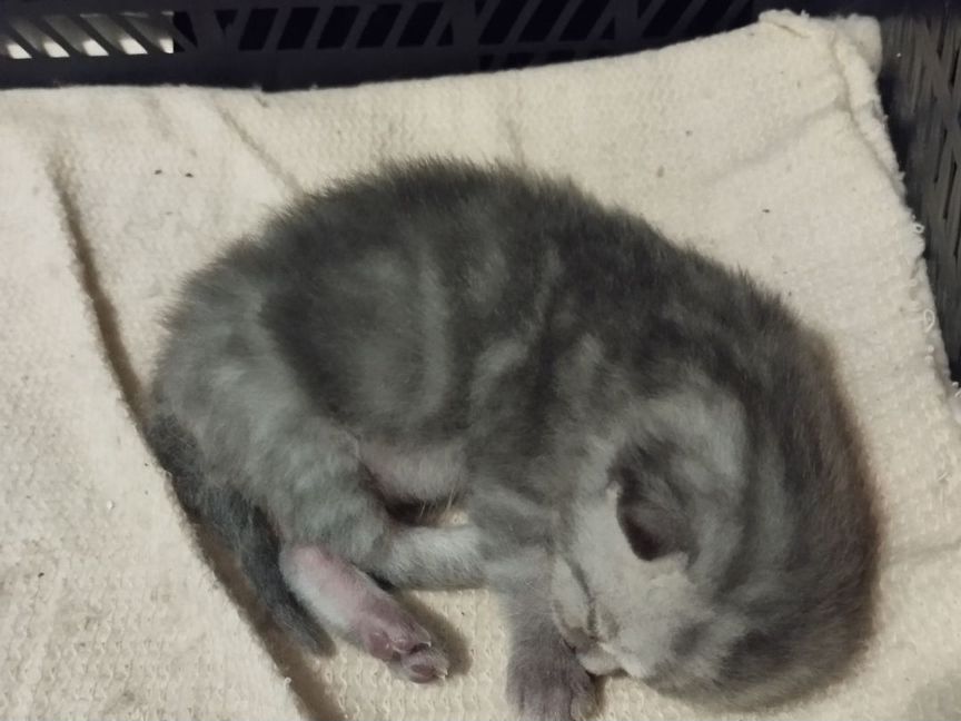 Шотландский котонок