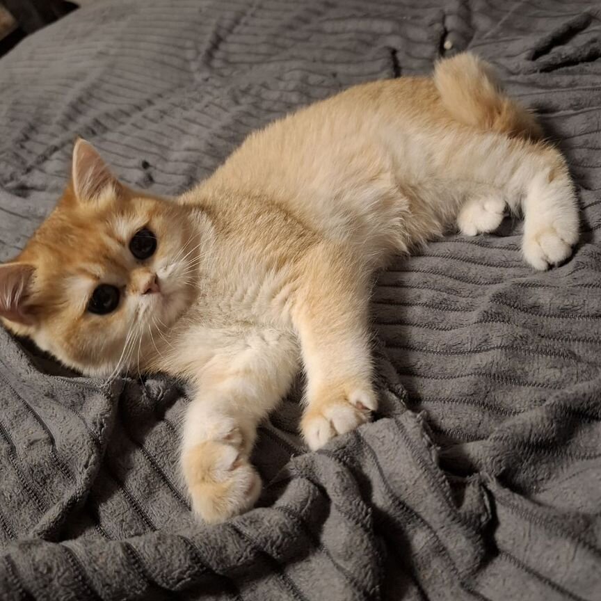 Британский короткошёрстный котёнок