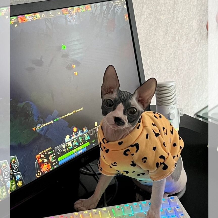 Донской сфинкс котёнок