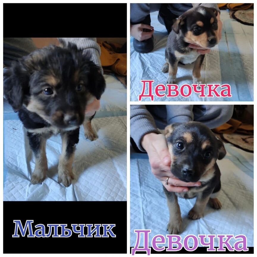 Щенки в добрые руки