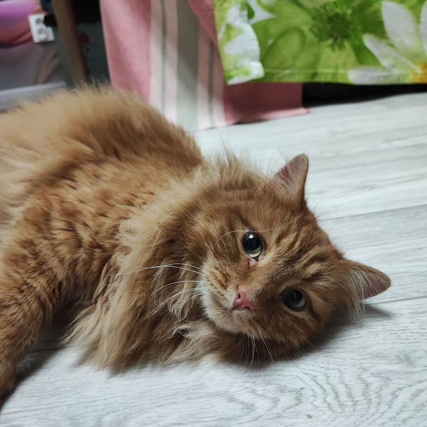 Кот Рыжик в добрые руки