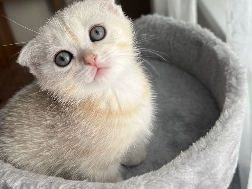Шотландские шиншилловые котята