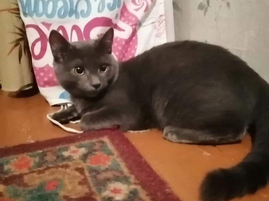 Кот Гоша